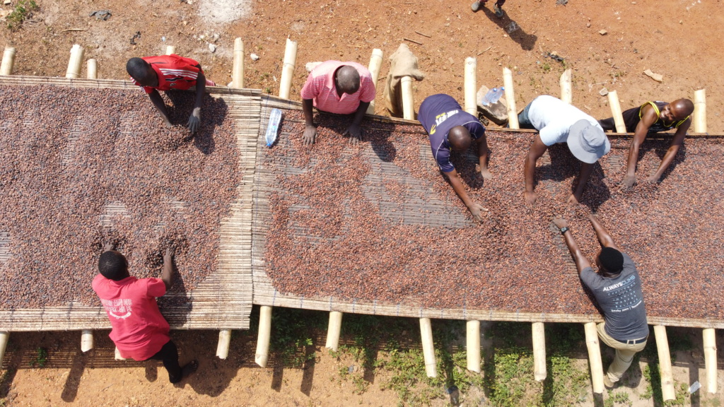 Why West African Farmers Have Fallen Out of Love with Cocoa - Mighty Earth