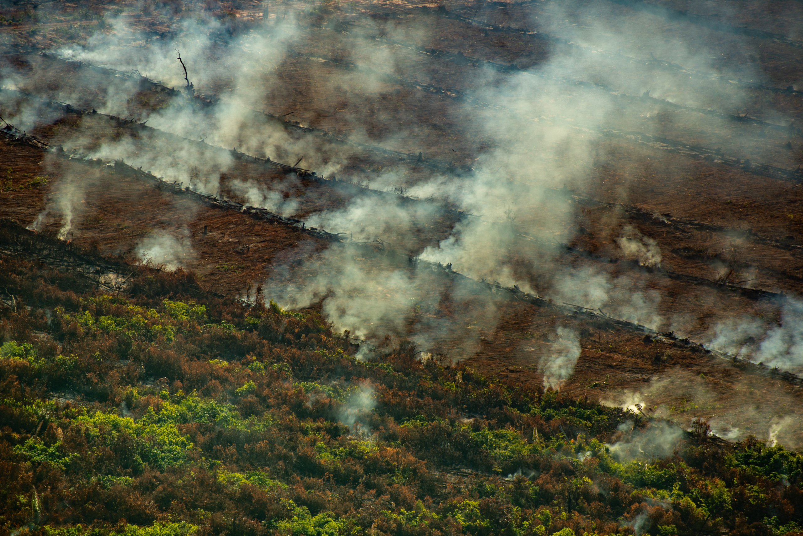 Spain’s seven biggest supermarkets linked to deforestation risk in ...