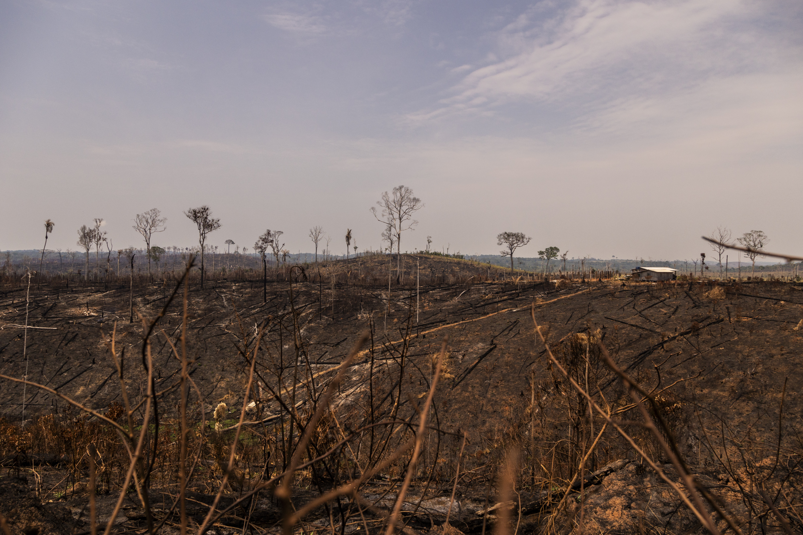 “Terrible Trio”: Bunge, Cargill & JBS ranked worst for deforestation ...