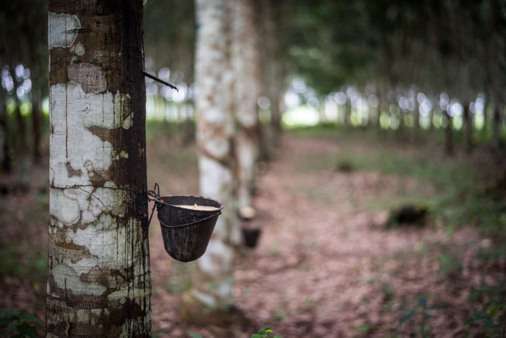 Halcyon Five Years On: Reforming the World's Largest Rubber Company ...