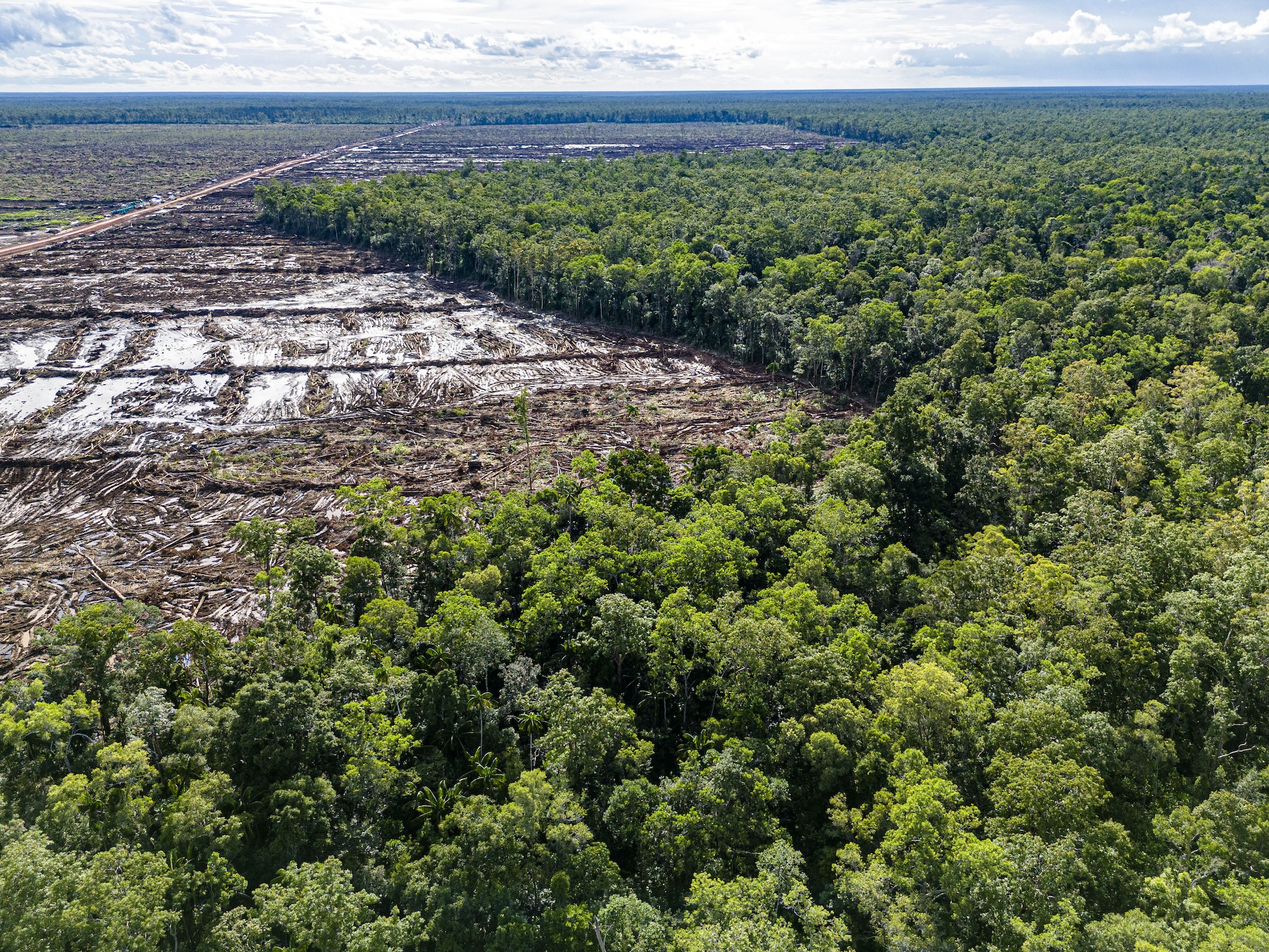 CEO Note: Exposing the world's largest deforestation project - Mighty Earth