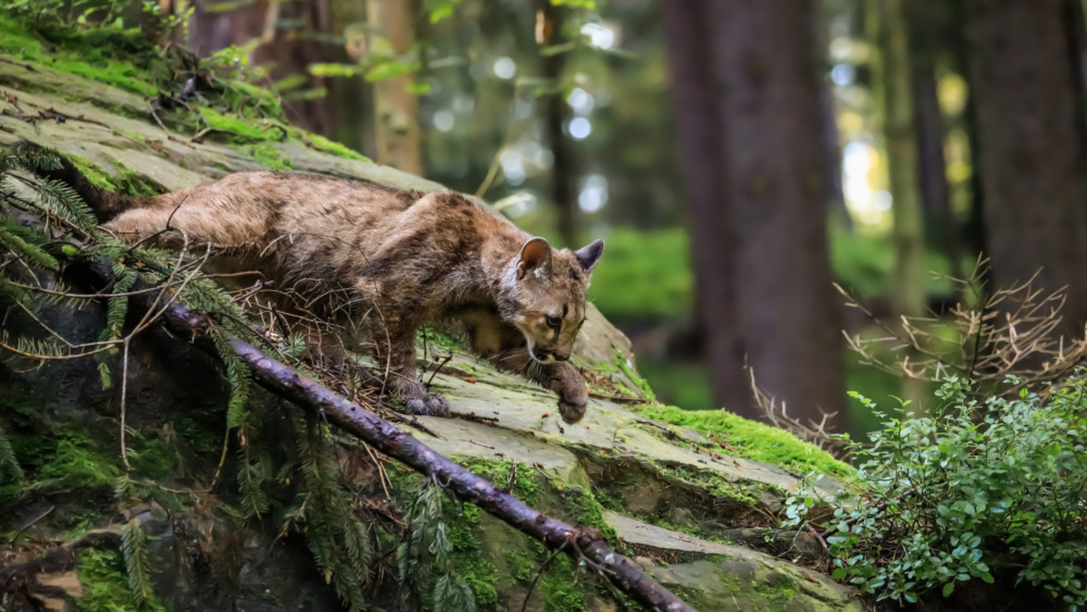 Indonesia Moves to Protect Batang Toru - Mighty Earth