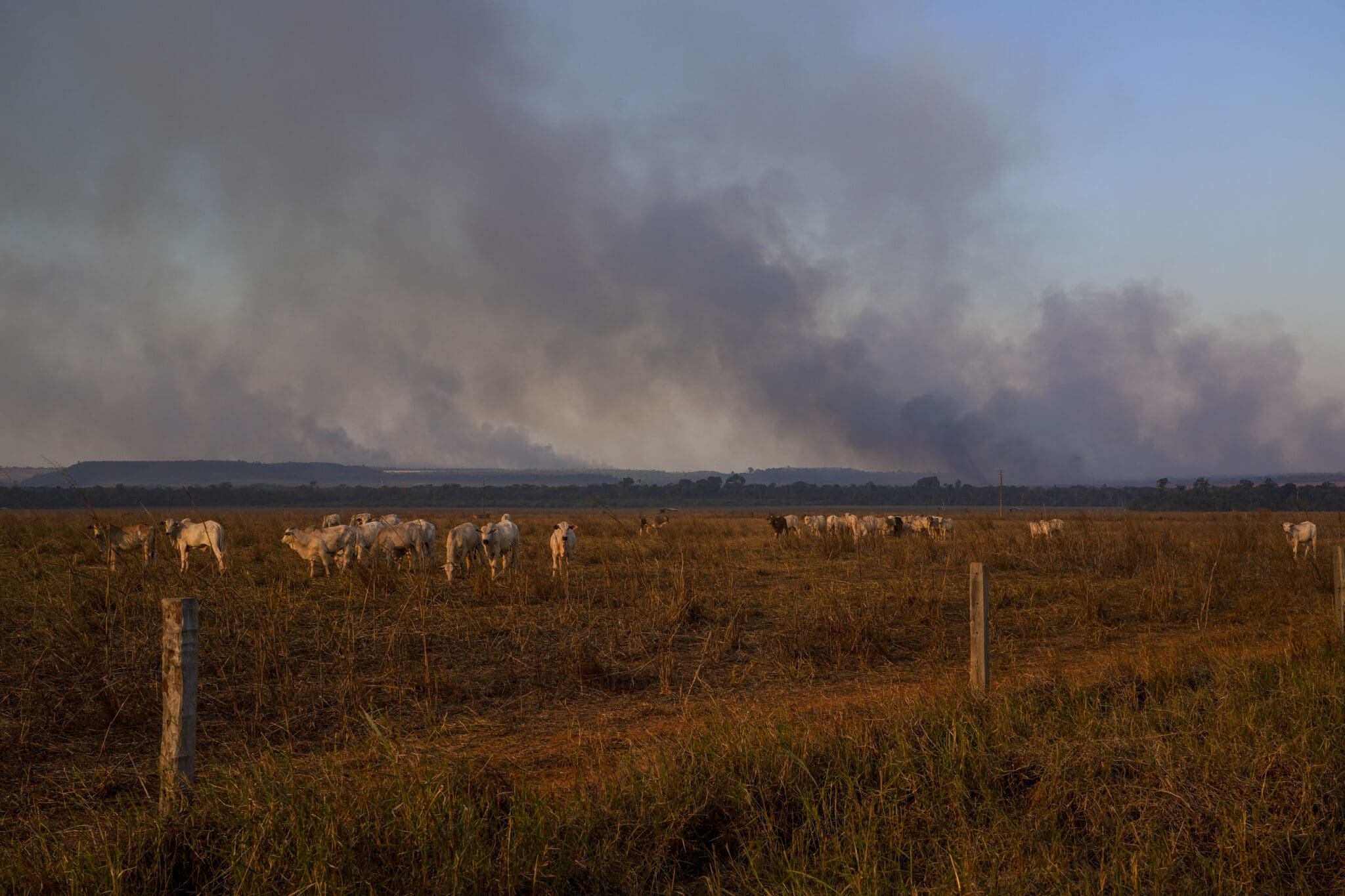 Deforestation cases linked to JBS beef supply chain harm Indigenous ...