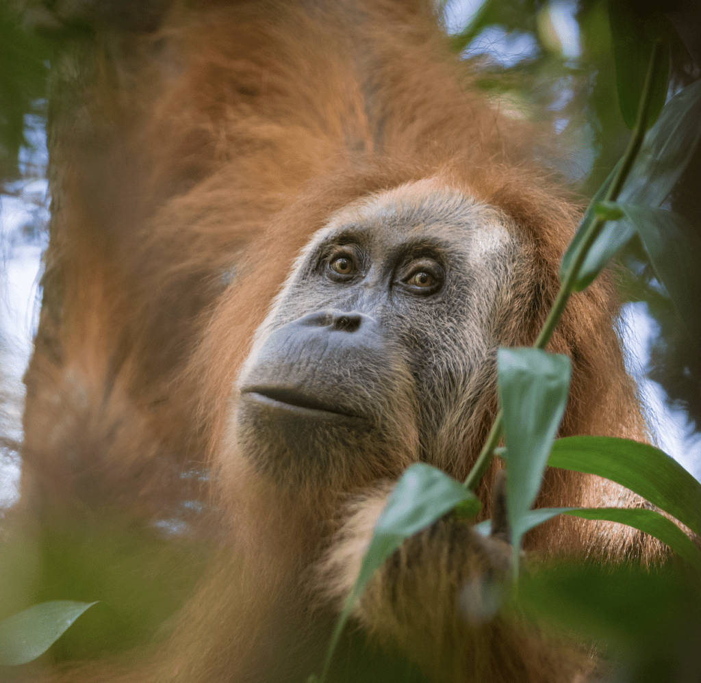 Right to Reply to Tempo on saving the Tapanuli orangutan, the world's ...